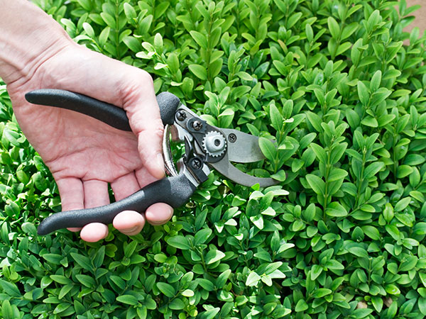 Trimming Bushes and Trees – Hometown Lawn